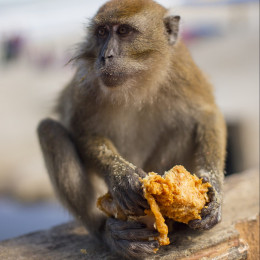 Virtual Trucking Company - Monkeys Express — TruckersMP