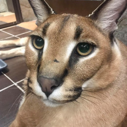 Virtual Trucking Company - Floppa Logistics — TruckersMP